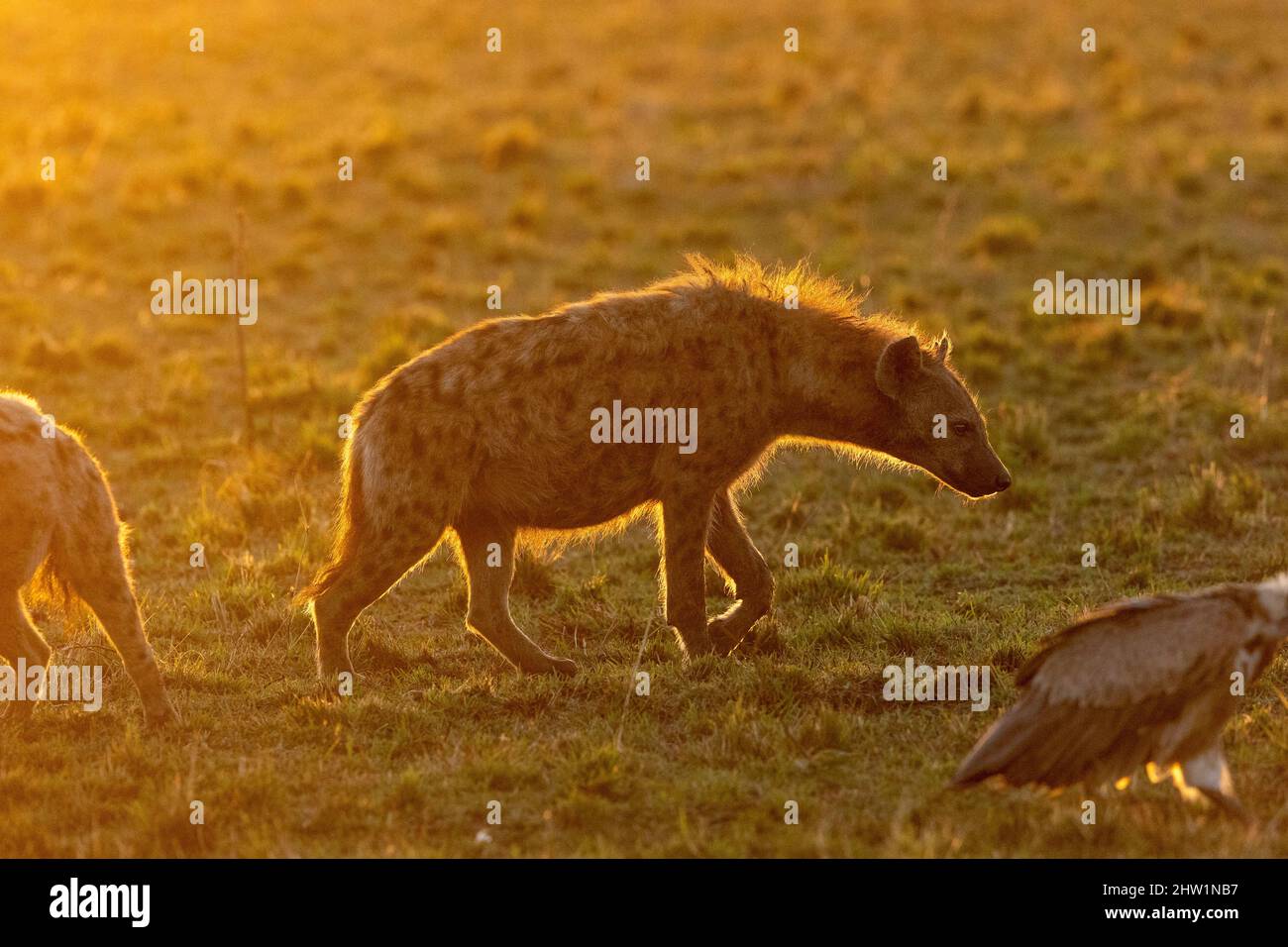 Kenya, Masai Mara National Reserve, National Park, Spotted Hyena ...