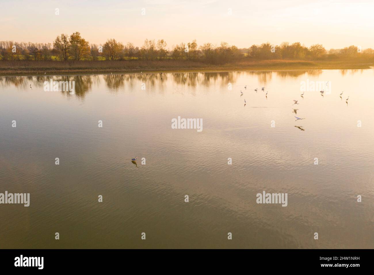 France, Ain, la Dombes region, Lapeyrouse and its ponds, Natura 2000 ...