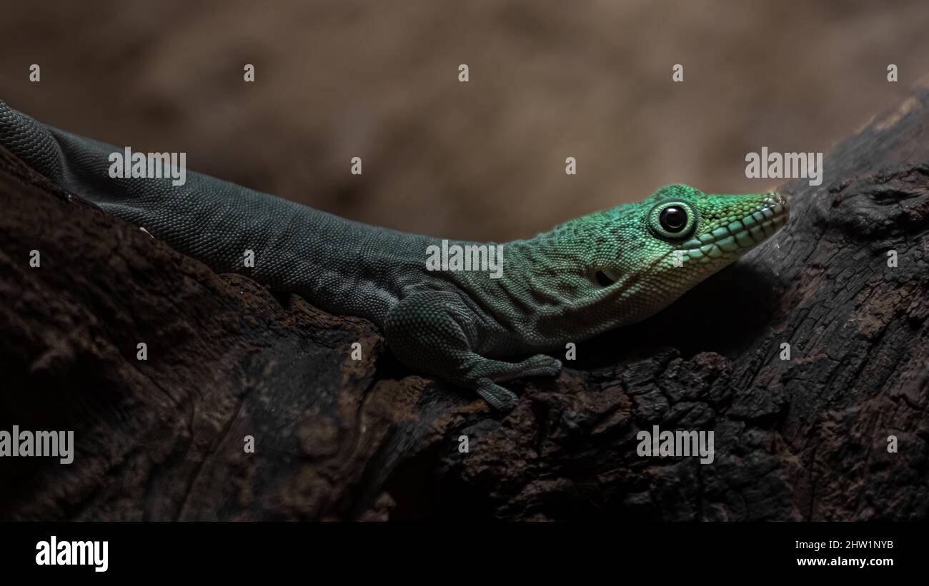 Standings day gecko hi-res stock photography and images - Alamy