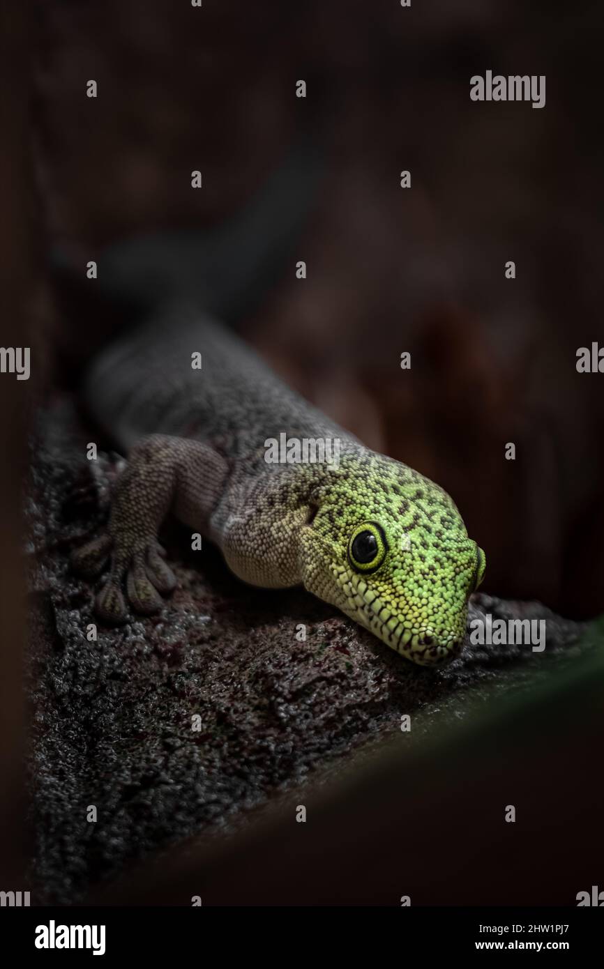 Standings day gecko hi-res stock photography and images - Alamy