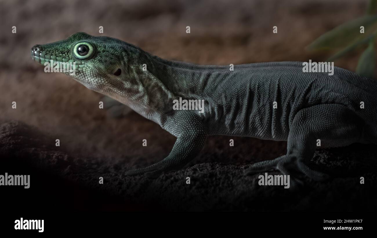 Standings day gecko hi-res stock photography and images - Alamy