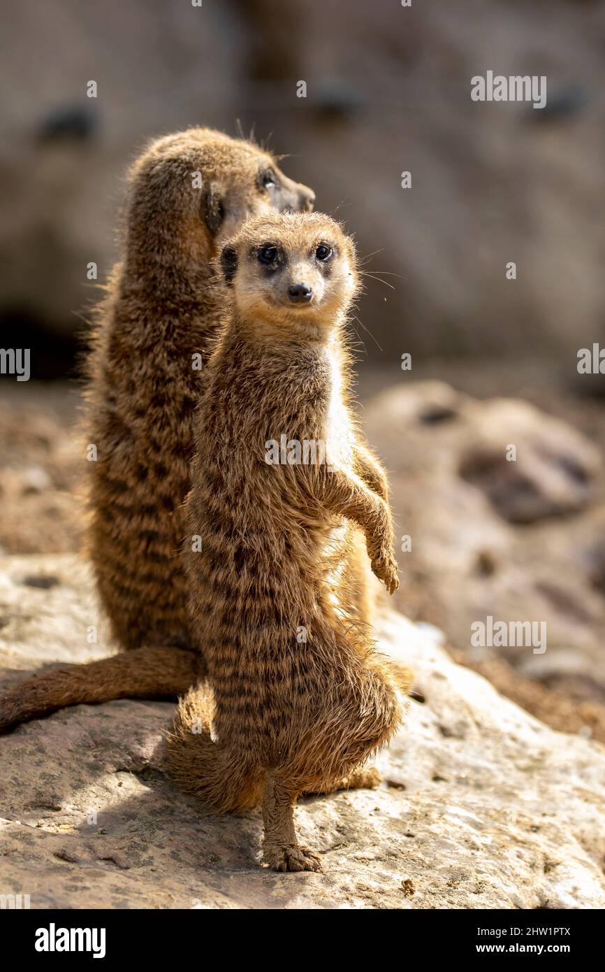 South Africa, Namibia, meerkat (Suricata suricatta), in the alert Stock ...