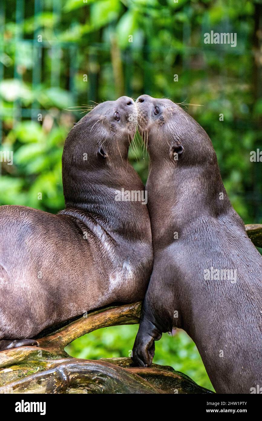 South America, giant otter (Pteronura brasiliensis), playing, boparc of ...
