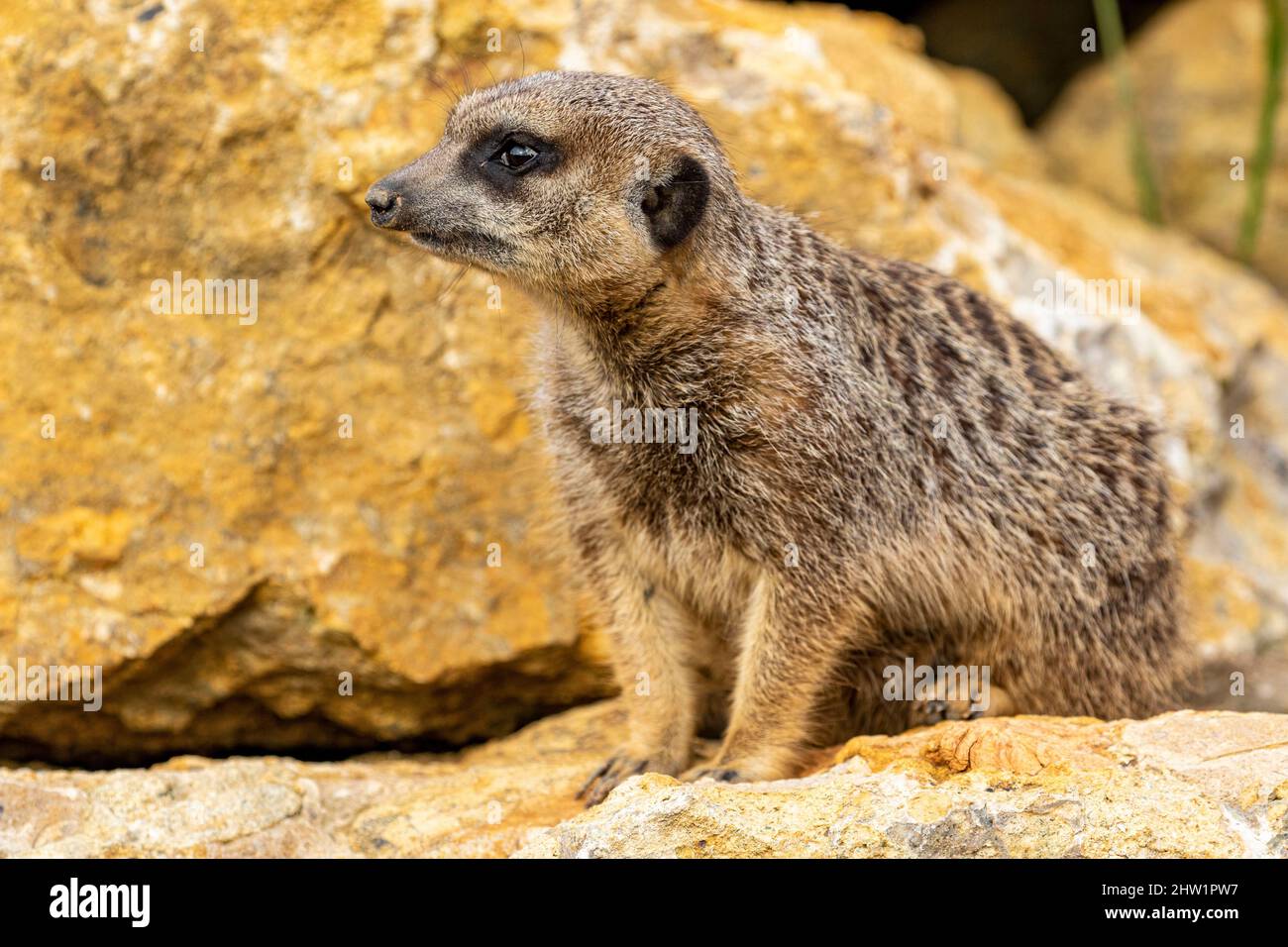 South Africa, Namibia, meerkat (Suricata suricatta), in the alert Stock ...