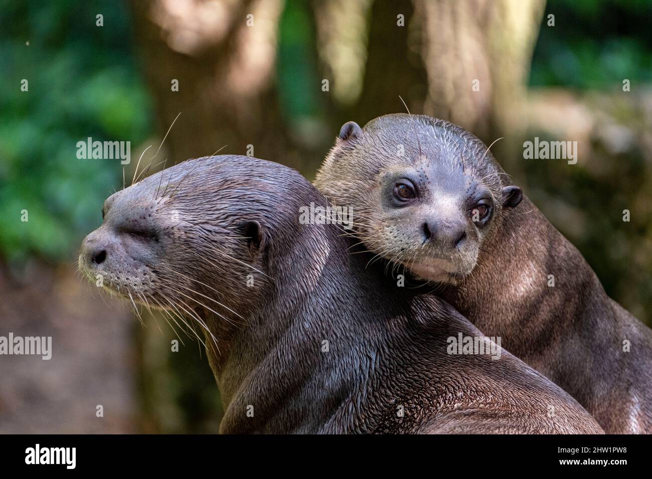 South America, giant otter (Pteronura brasiliensis), playing, boparc of Doue la Fontaine Stock ...