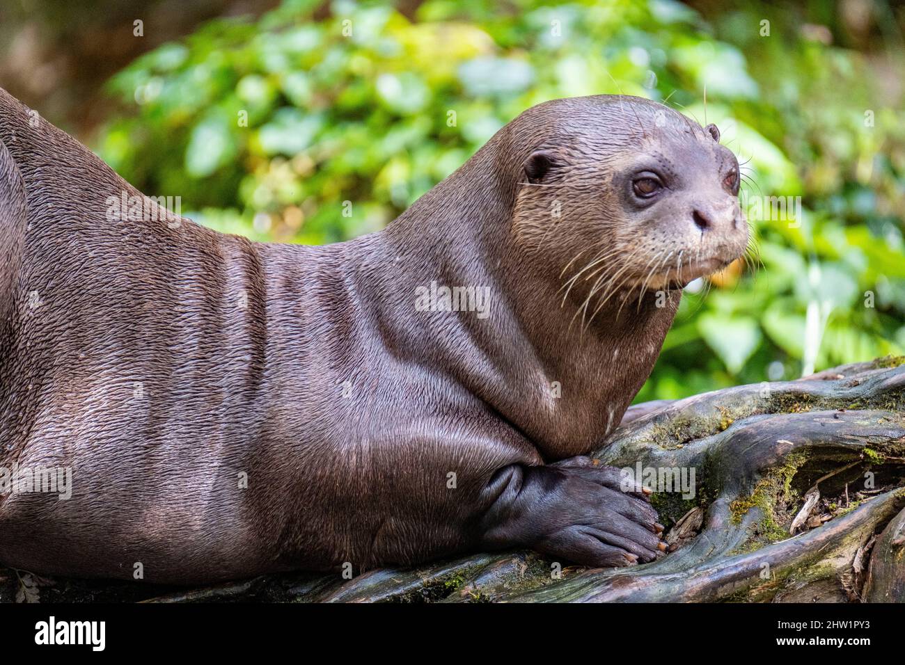 South America, giant otter (Pteronura brasiliensis), boparc of Doue la ...