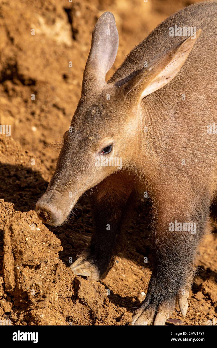 Afrique, aardvark (orycteropus afer Stock Photo - Alamy