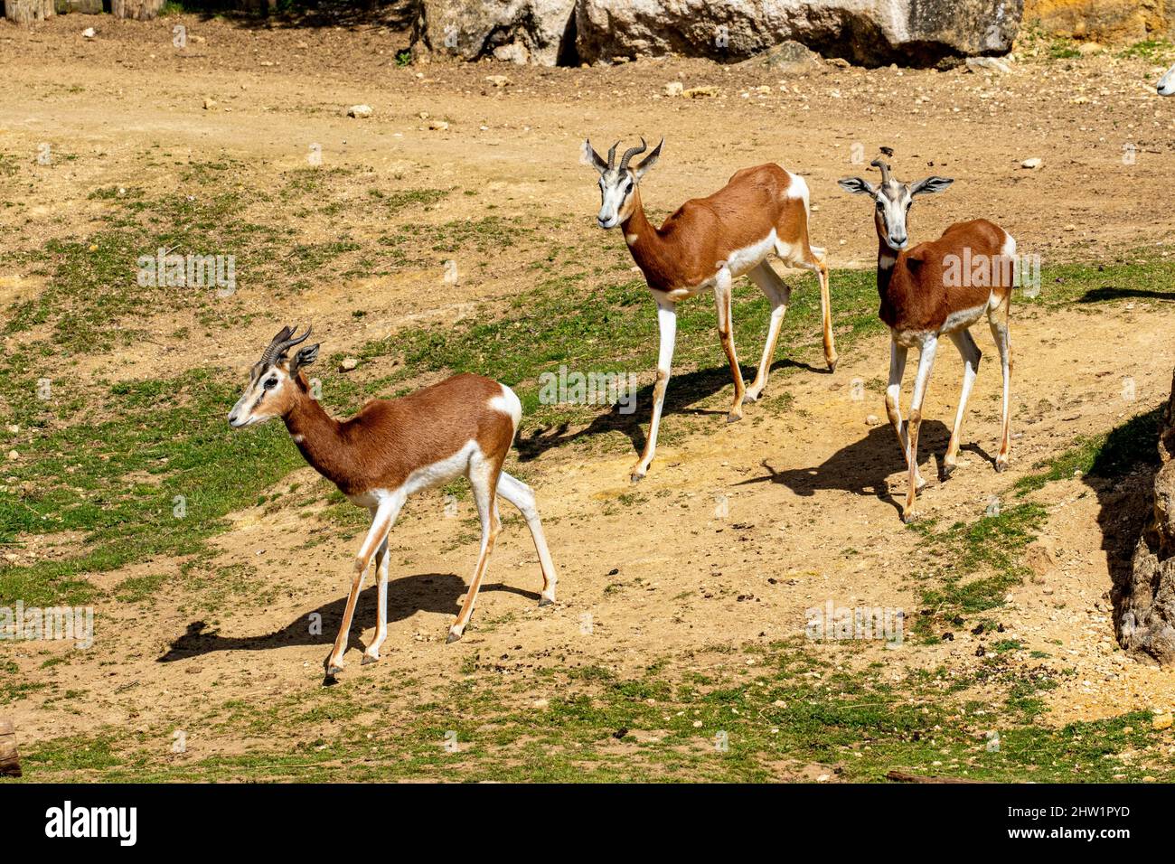 Africa, dama gazelle (Nanger dama mhorr), boparc of Doue la Fontaine ...