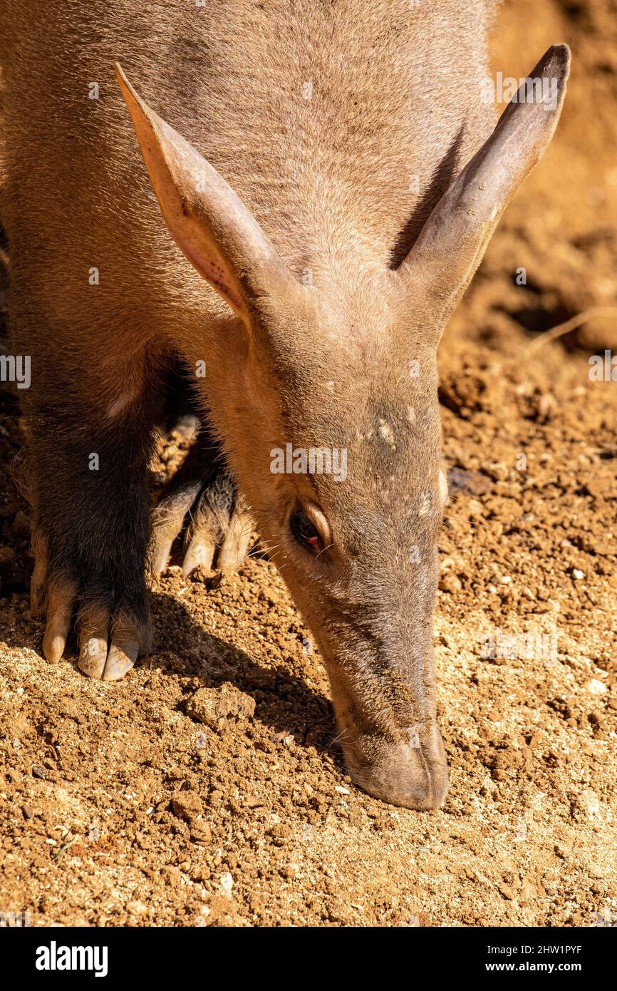 Aardvark orycteropus afer hi-res stock photography and images - Alamy