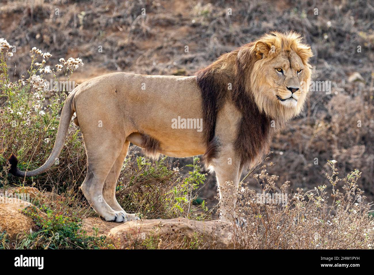 Africa, lion (Panthera leo), male at the zoo of Doue La Fontaine Stock ...