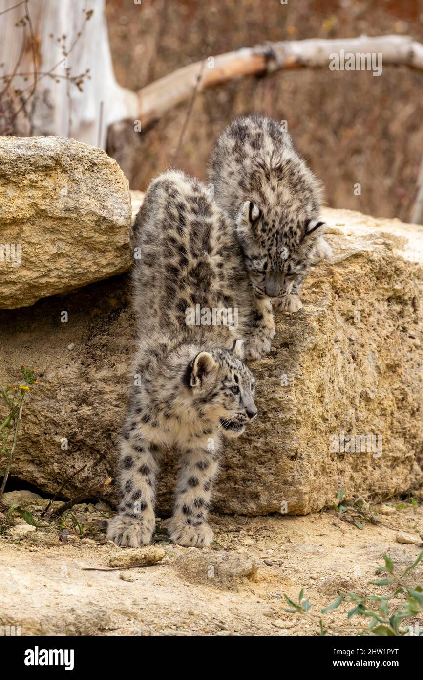 Leopard playing no people hi-res stock photography and images - Alamy