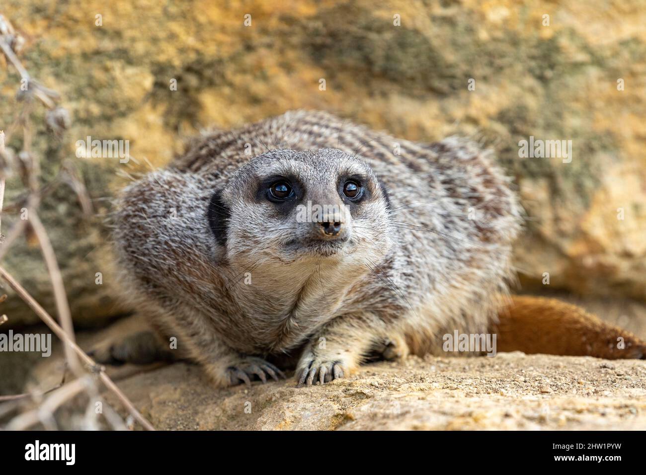 South Africa, Namibia, meerkat (Suricata suricatta), in the alert Stock ...