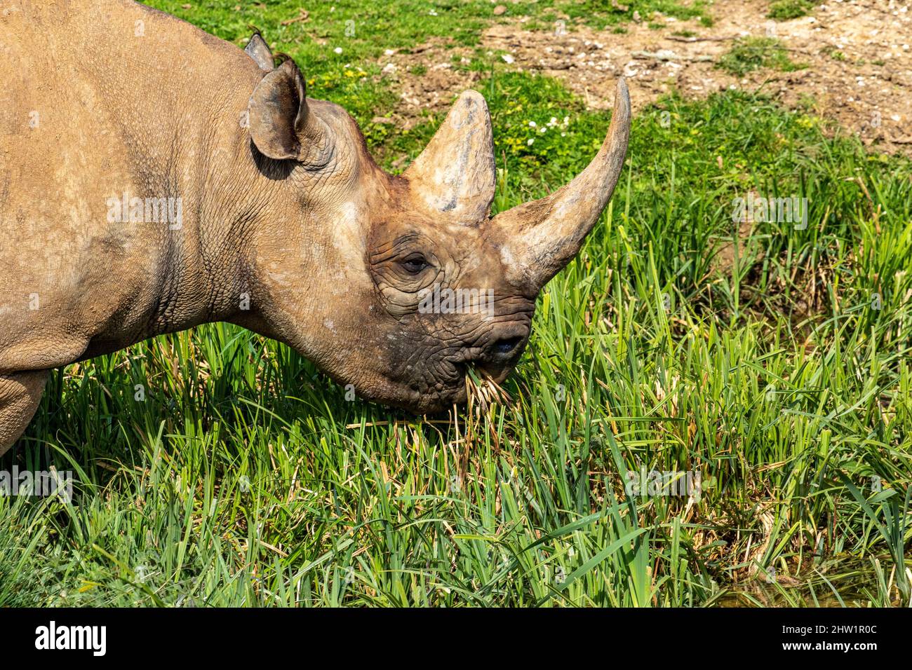 Africa, black rhino (Diceros bicornis), bioparc of Doue la Fontaine ...