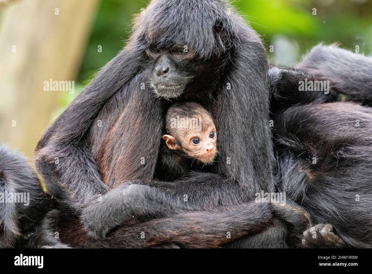 South America, spider monkey (Ateles fusciceps rufiventris), mother and ...