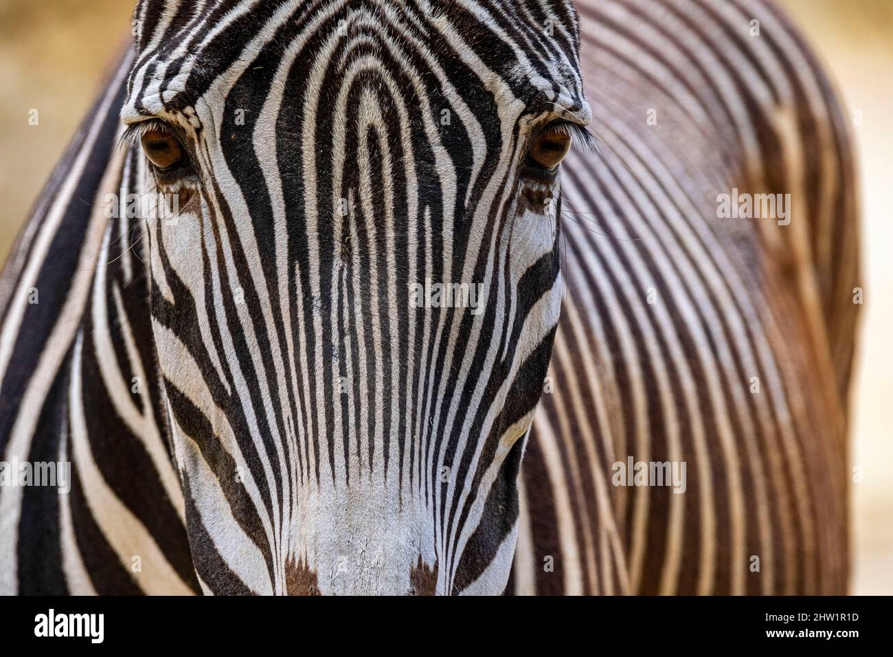 Kenya, Samburu game reserve, Grevy's zebra (Equus grevyi Stock Photo ...