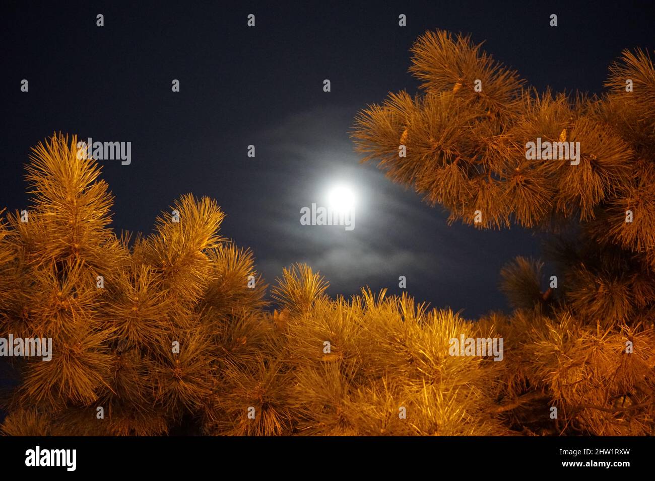 Night background moon tree hi-res stock photography and images - Alamy