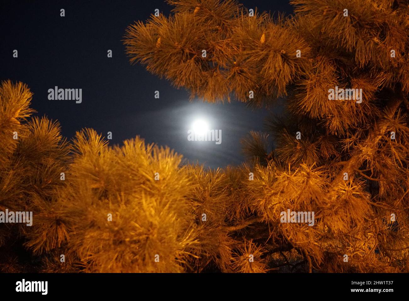 Moonlight through the tree hi-res stock photography and images - Alamy