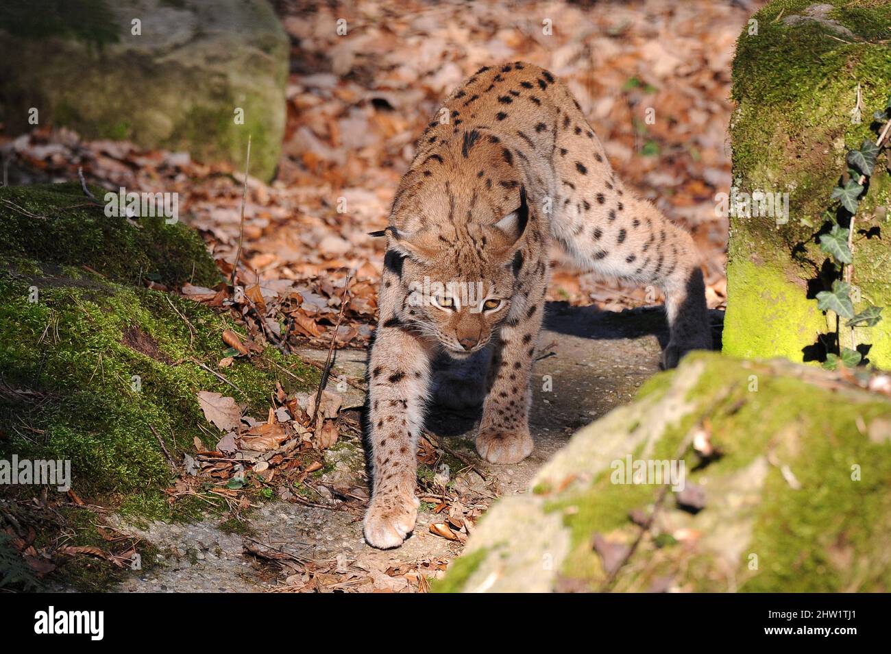 Close-up of a gorgeous lynx in the park Stock Photo - Alamy