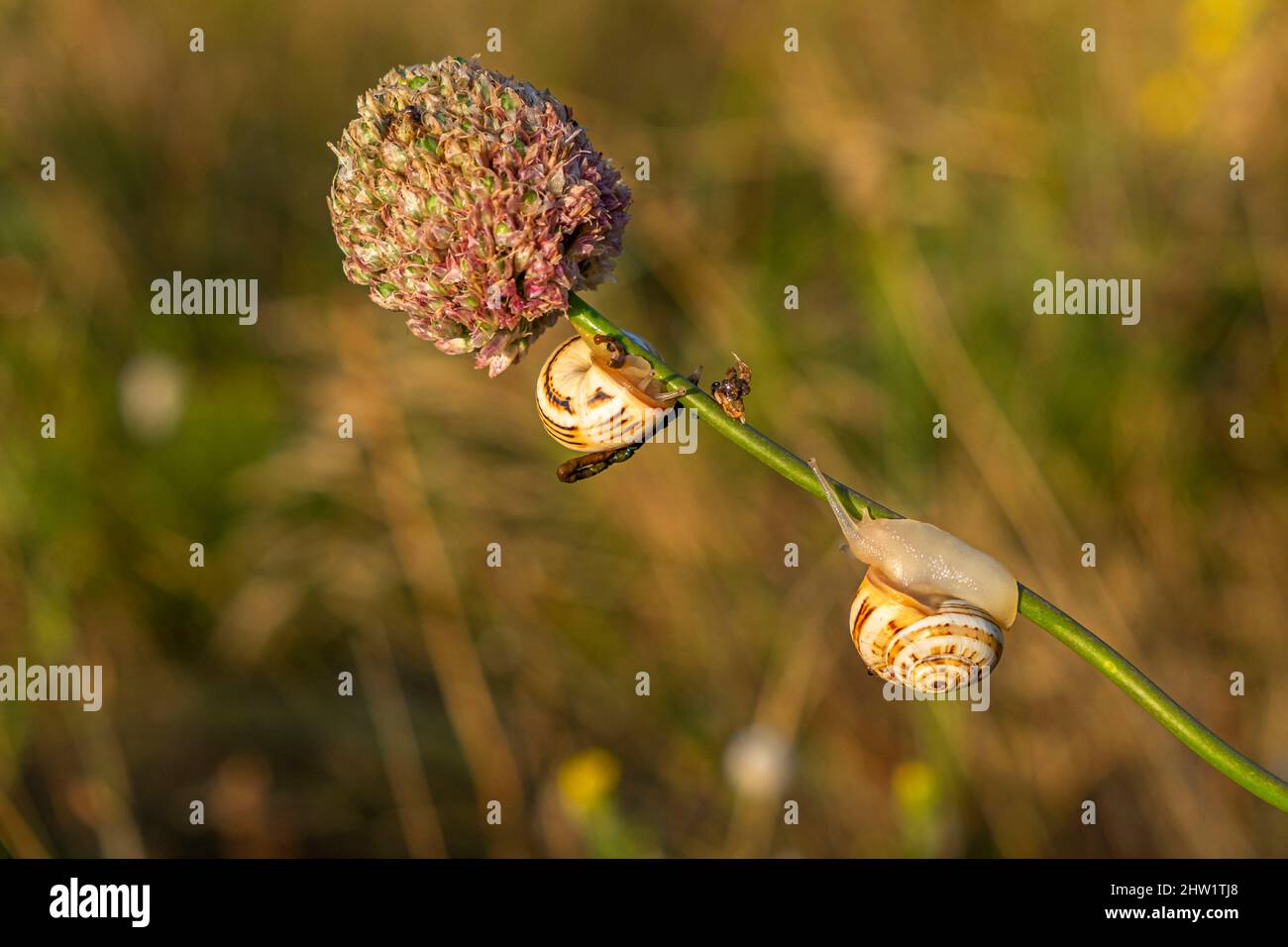 White garden snail hi-res stock photography and images - Alamy