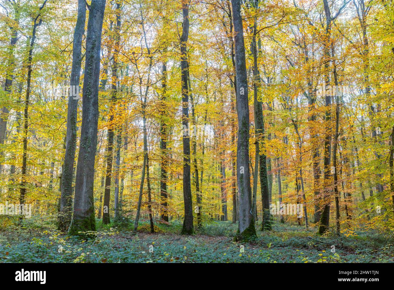 France, Allier, oaks forest of Moladiers towards Moulins, Quercus ...