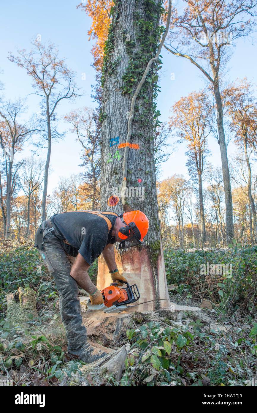 France, Allier, lumberjack working in oaks forest of Moladiers towards ...
