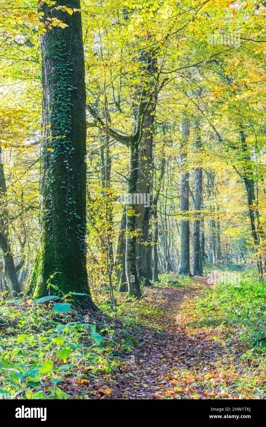France, Allier, oaks forest of Moladiers towards Moulins, Quercus ...