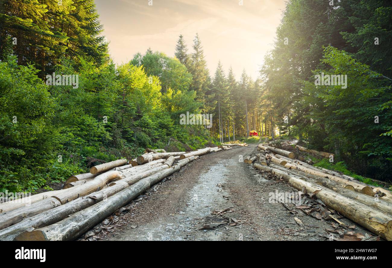 Sawn trees from the forest. Logging timber wood industry. Cutted trees ...