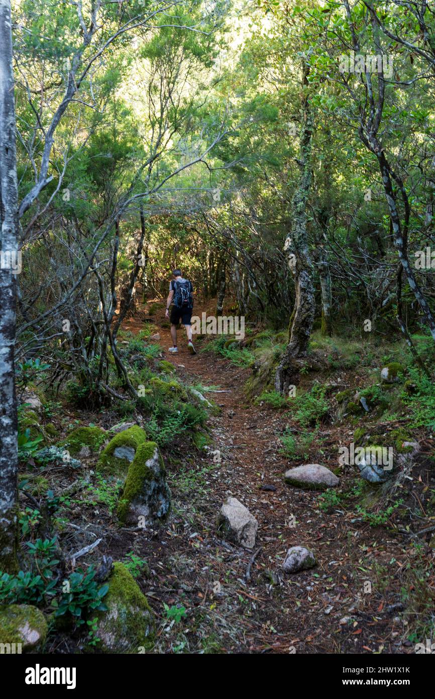 France, Corse du Sud, Figari, walk to the sheepfolds of Naseo Stock ...