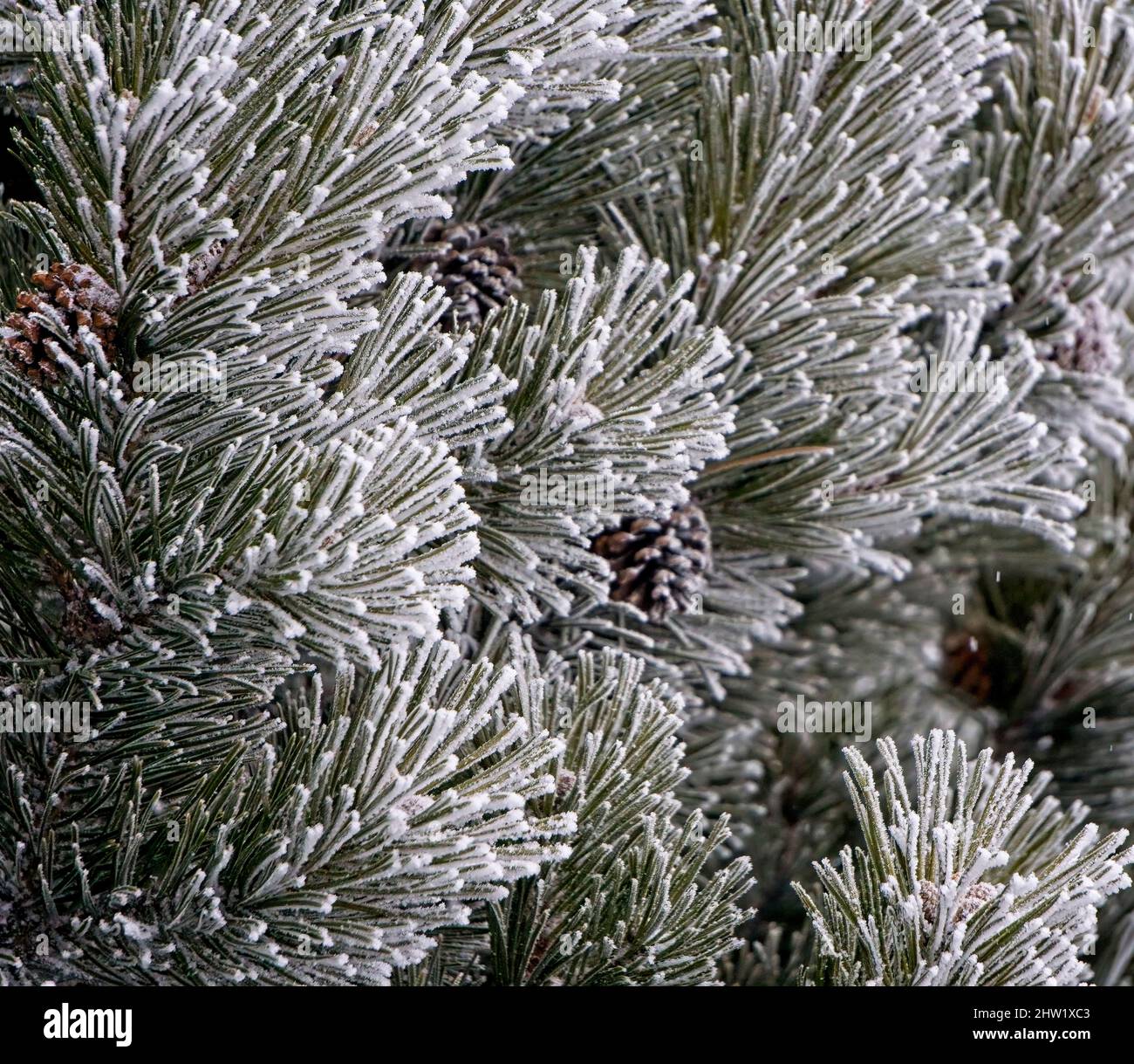Pine evergreen frost hi-res stock photography and images - Alamy
