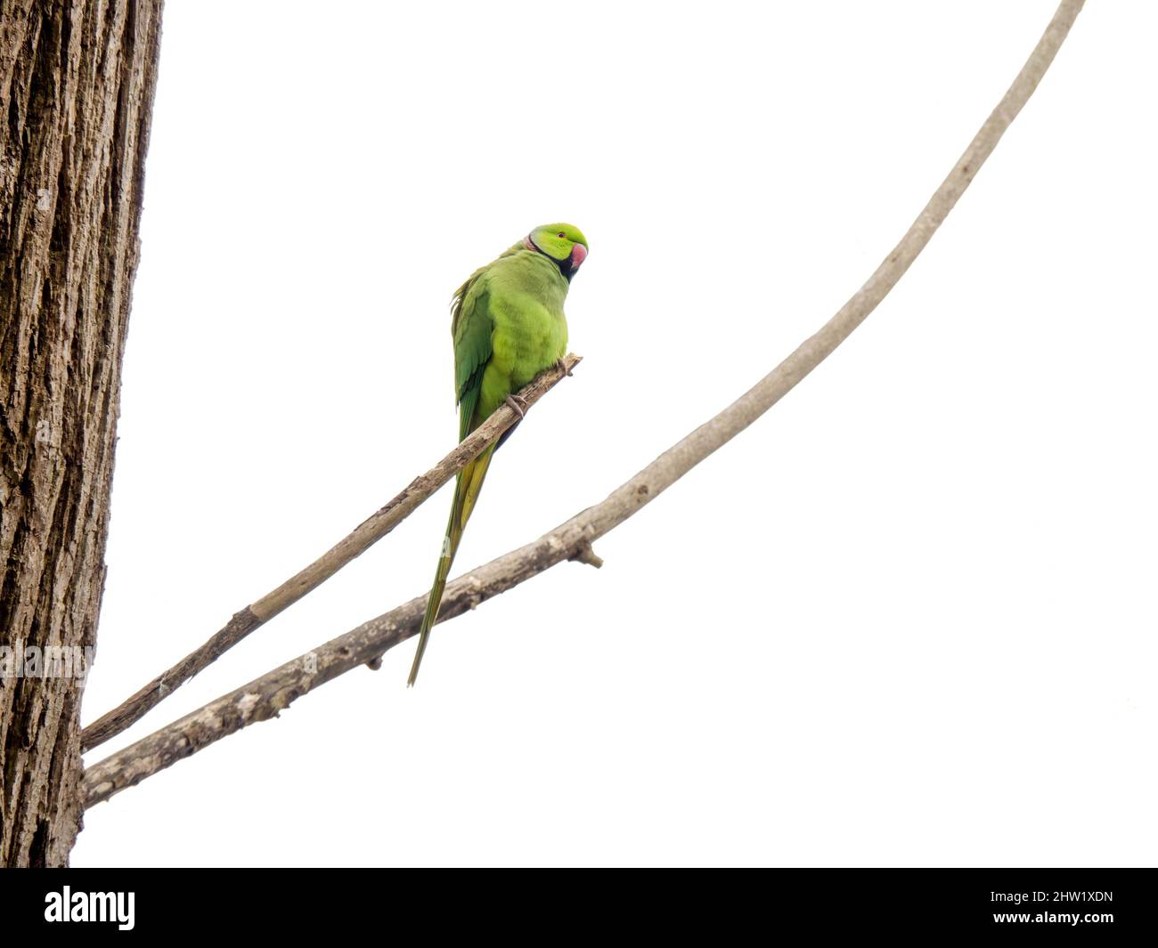 Ring-necked parakeet, Psittacula krameri, in London, Richmond Park ...