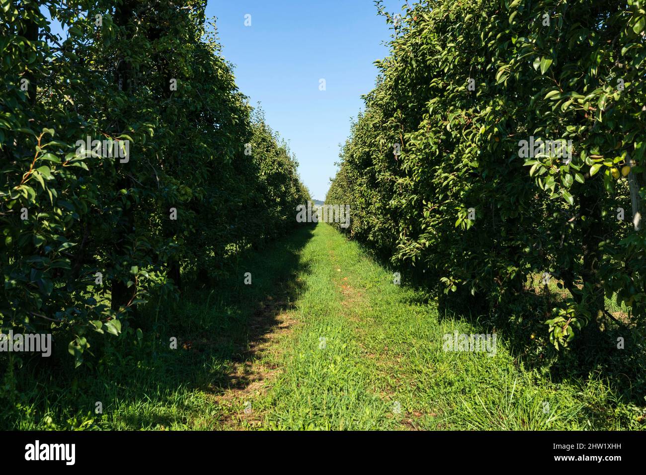 France, Gard, Pont Saint Esprit, orchard, fruit tree Stock Photo - Alamy