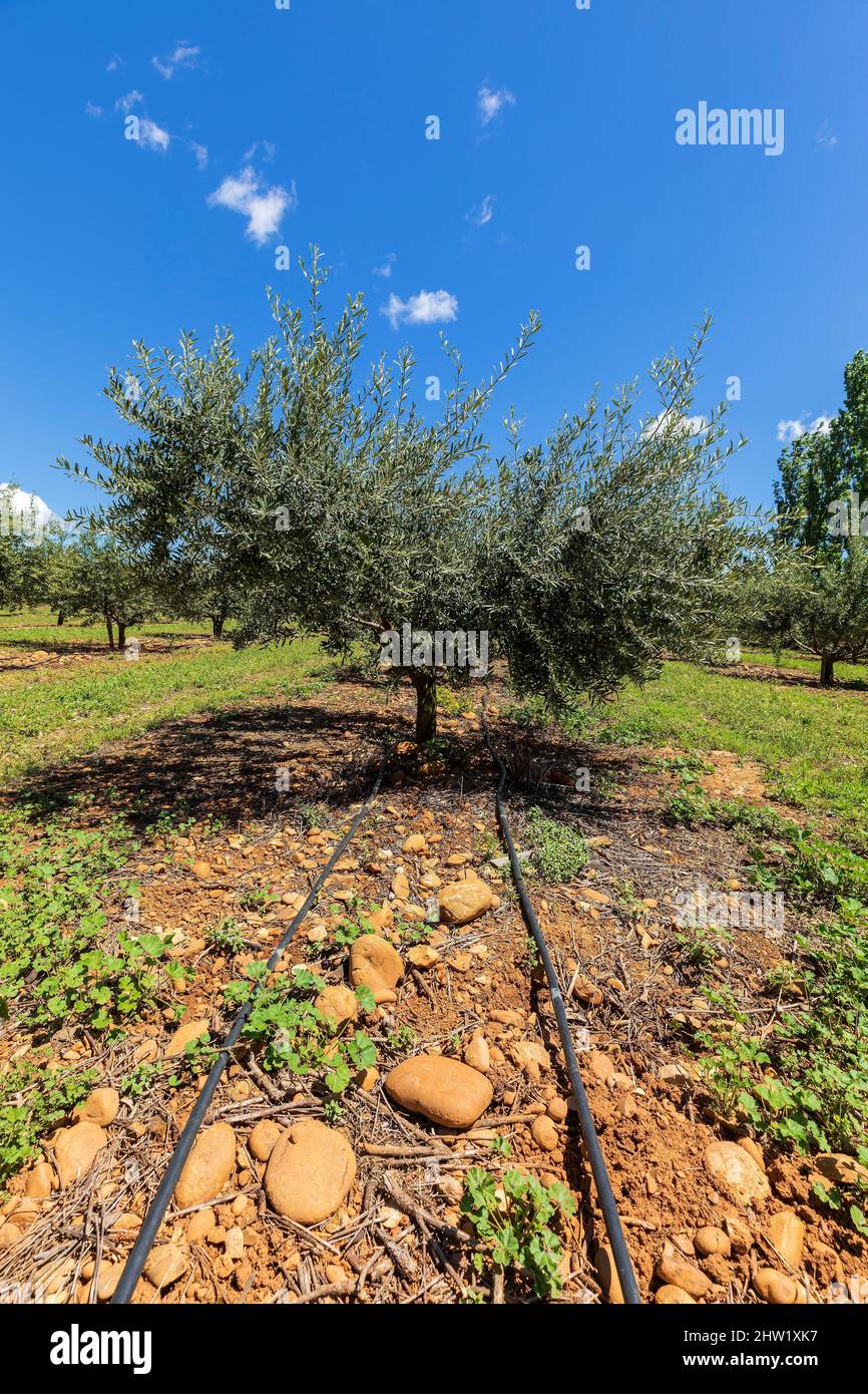 Olive tree irrigation hi-res stock photography and images - Alamy