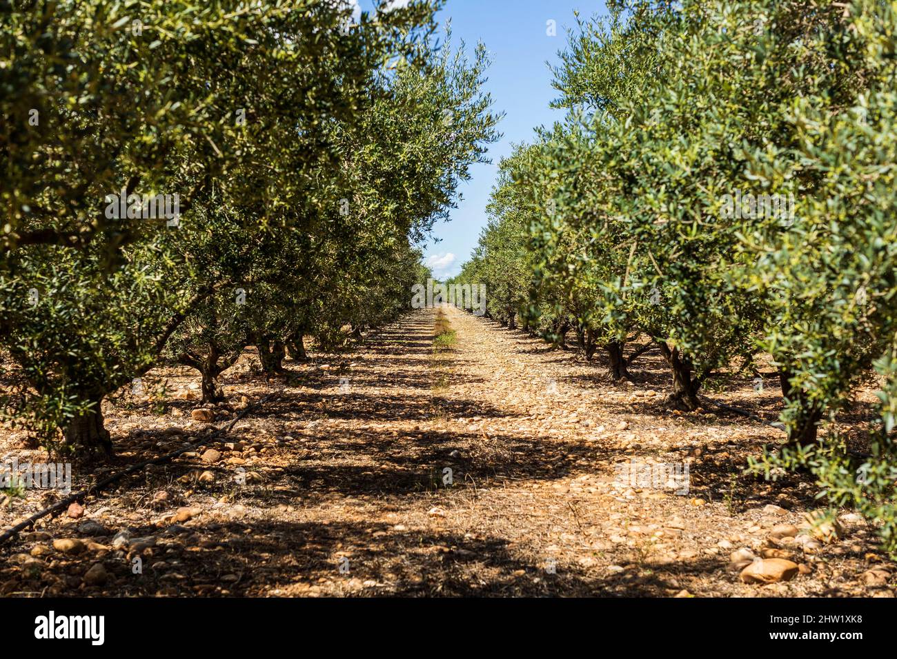 Olive tree irrigation hi-res stock photography and images - Alamy