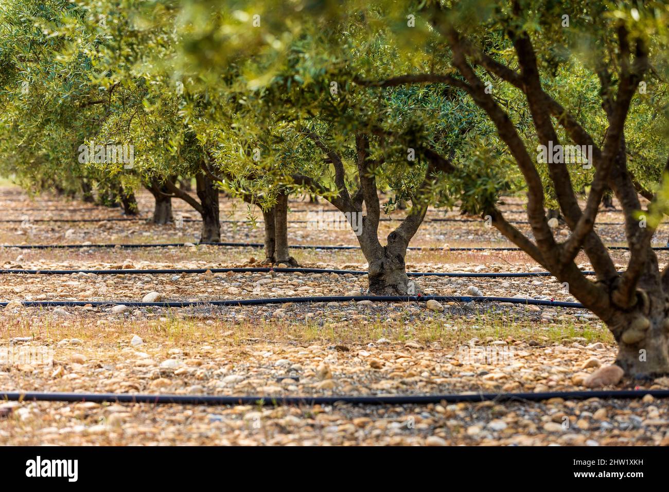 Olive tree irrigation hi-res stock photography and images - Alamy