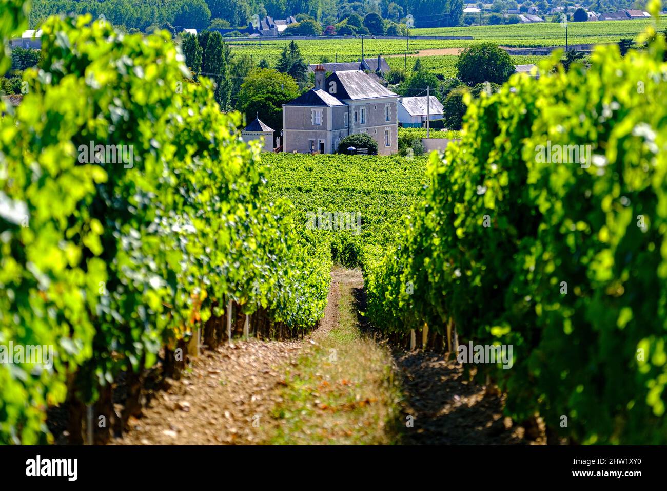 Touraine vineyard hi-res stock photography and images - Alamy