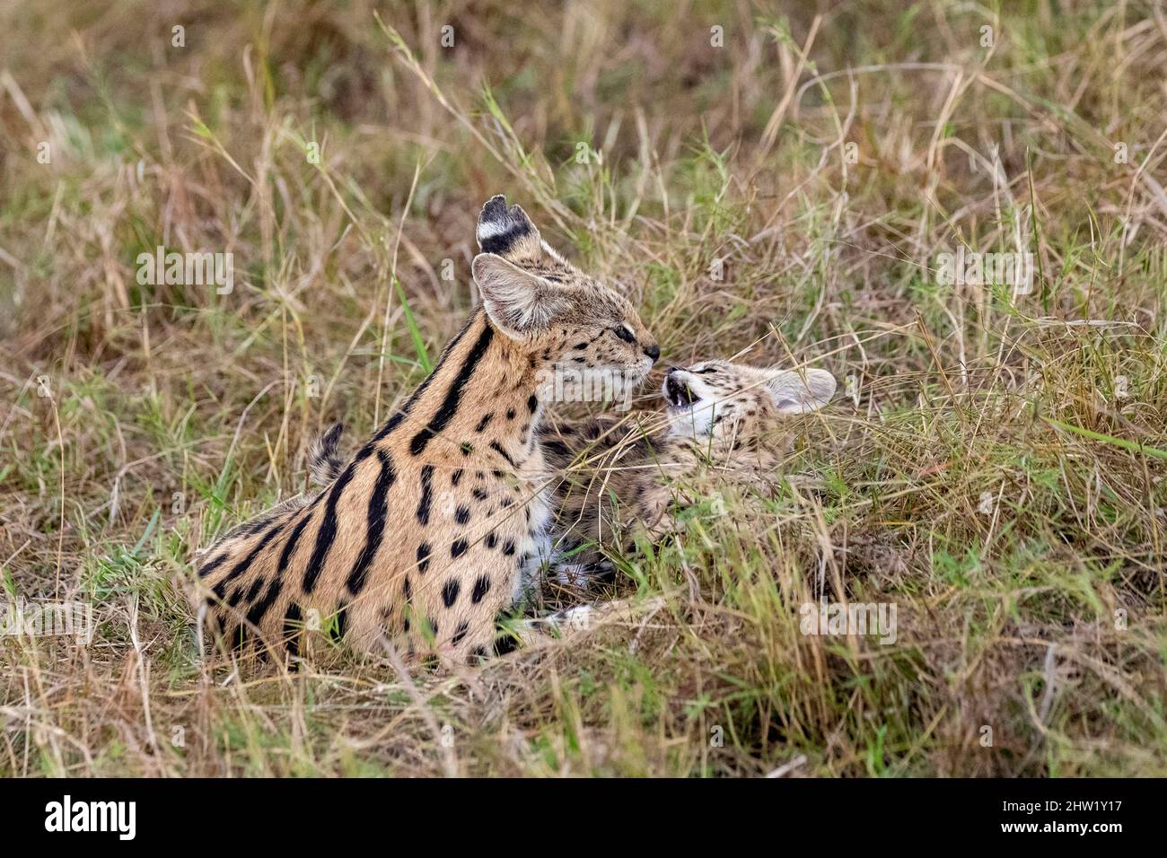 Kenya, Masai Mara National Reserve, National Park, female Serval ...