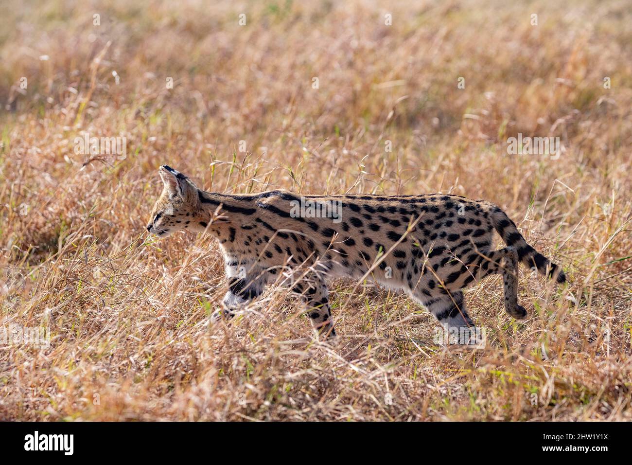 Kenya, Masai Mara National Reserve, National Park, Female Serval (Leptailurus serval) in the ...