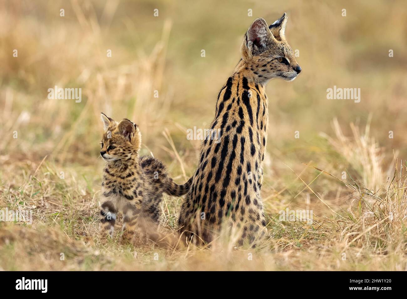 Kenya, Masai Mara National Reserve, National Park, female Serval ...