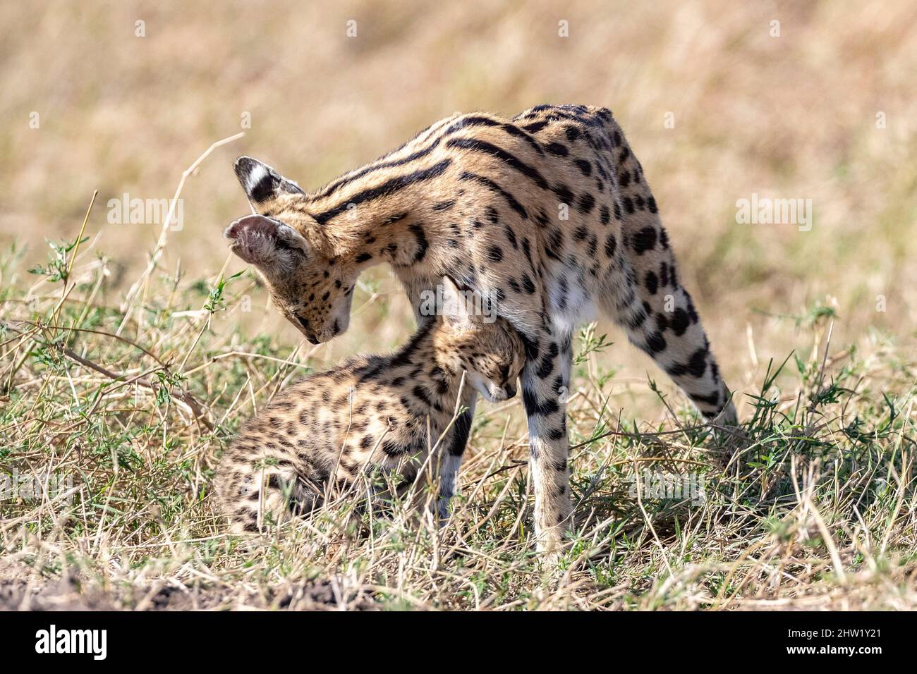 Kenya, Masai Mara National Reserve, National Park, female Serval (Leptailurus serval) in the ...