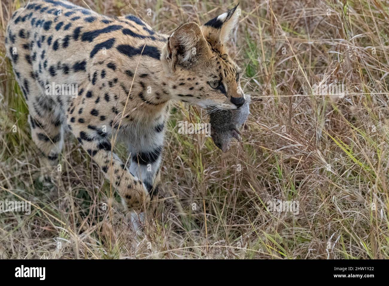 Kenya, Masai Mara National Reserve, National Park, female Serval ...