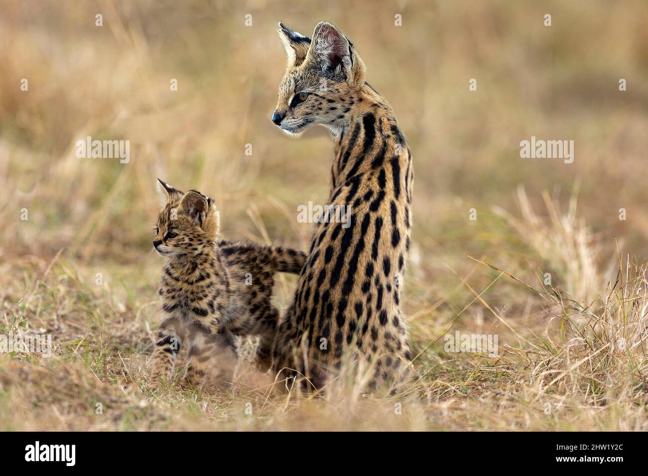 Kenya, Masai Mara National Reserve, National Park, female Serval (Leptailurus serval) in the ...
