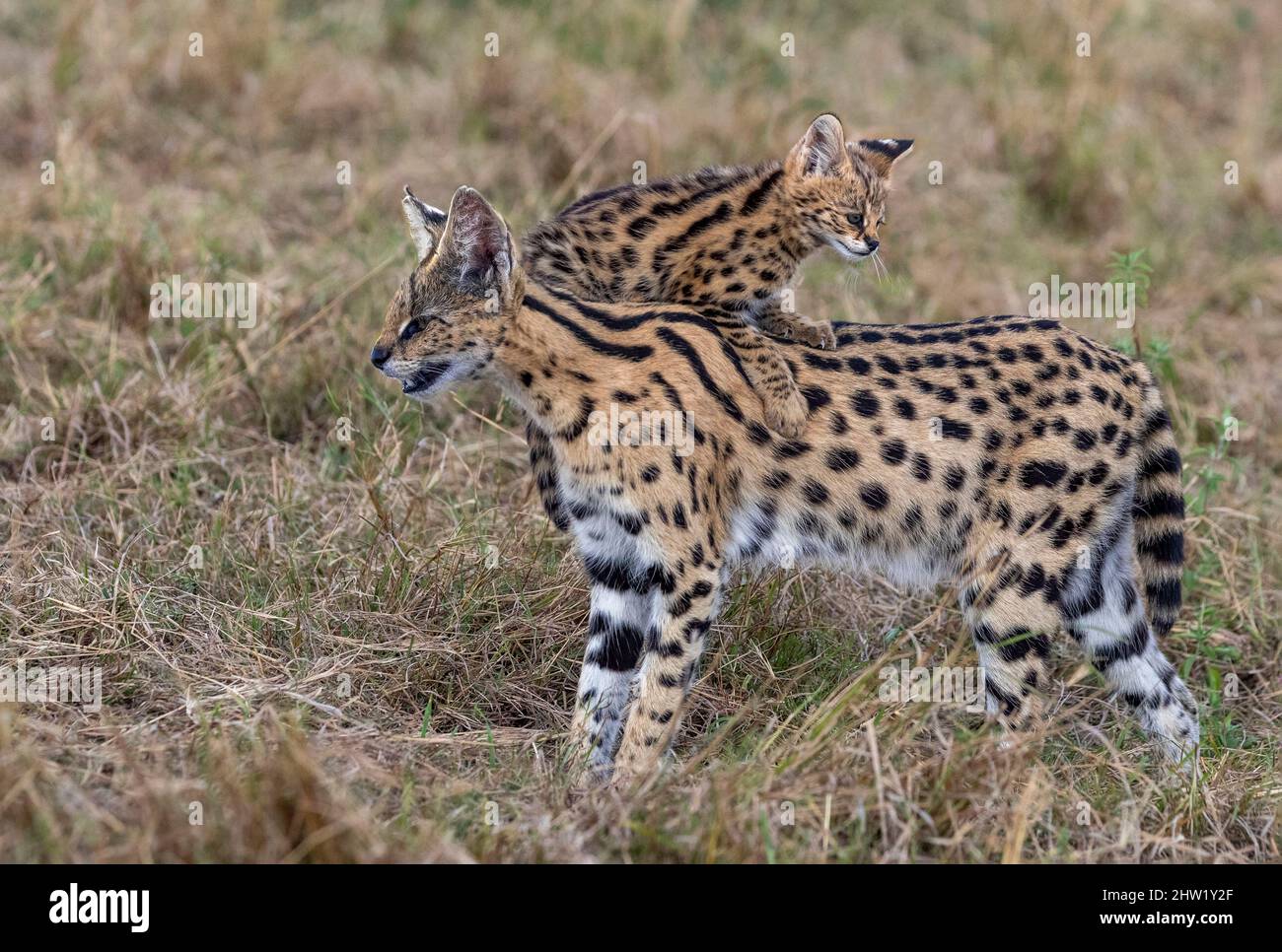 Kenya, Masai Mara National Reserve, National Park, female Serval (Leptailurus serval) in the ...