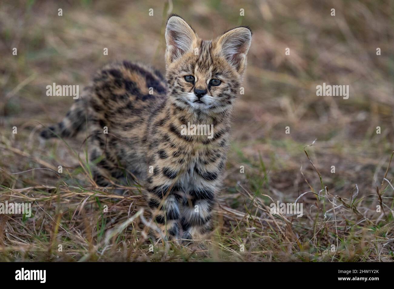 Baby Serval