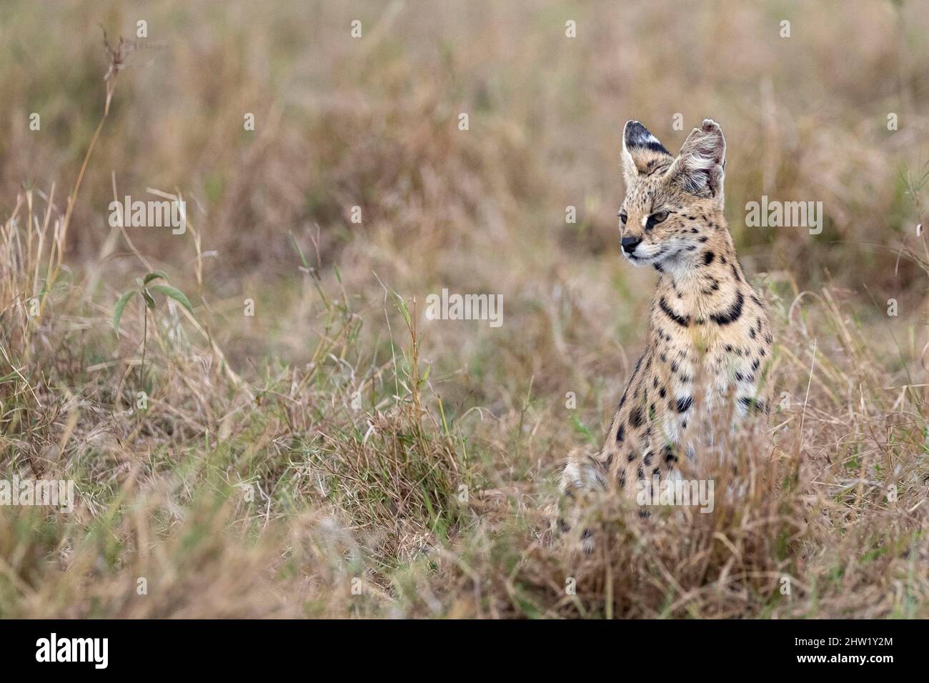 Kenya, Masai Mara National Reserve, National Park, Female Serval ...
