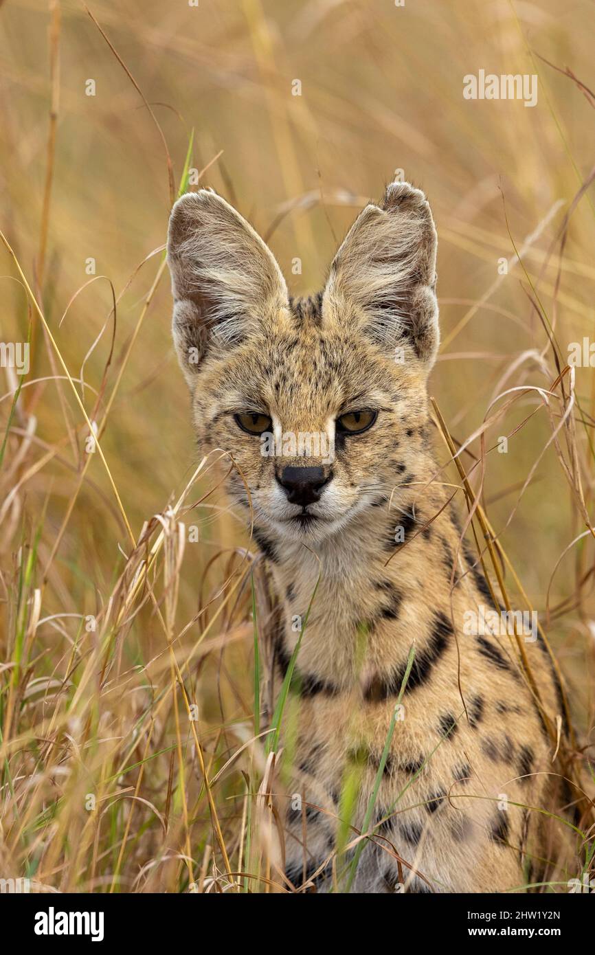 Kenya, Masai Mara National Reserve, National Park, Female Serval ...