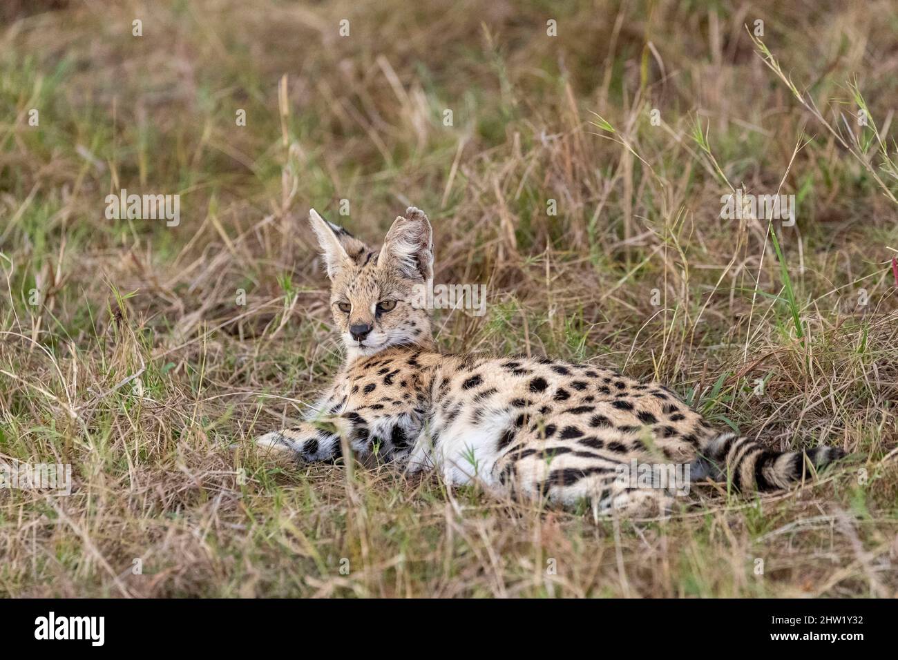 Kenya, Masai Mara National Reserve, National Park, female Serval (Leptailurus serval) in the ...