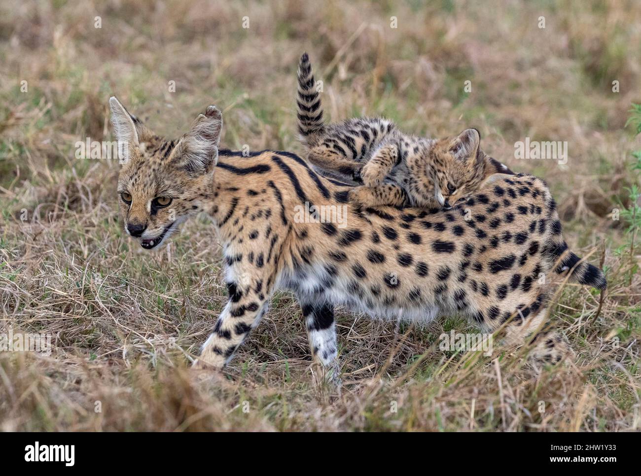 Kenya, Masai Mara National Reserve, National Park, female Serval ...