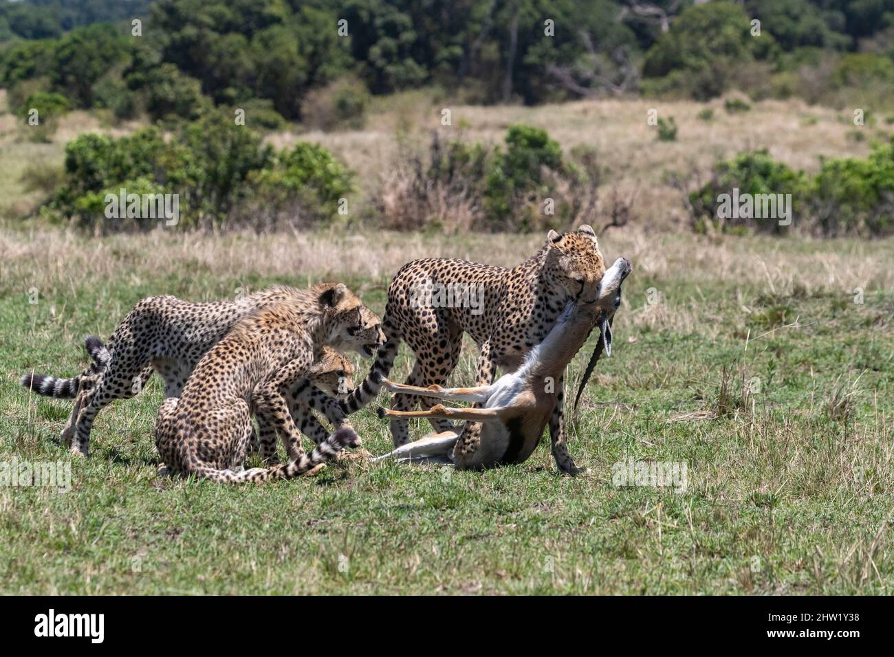 Kenya, Masai Mara National Reserve, National Park, Cheetah (Acinonyx ...