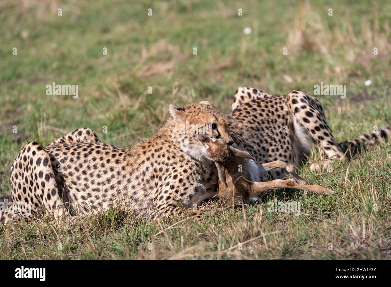 Kenya, Masai Mara National Reserve, National Park, Cheetah (Acinonyx ...