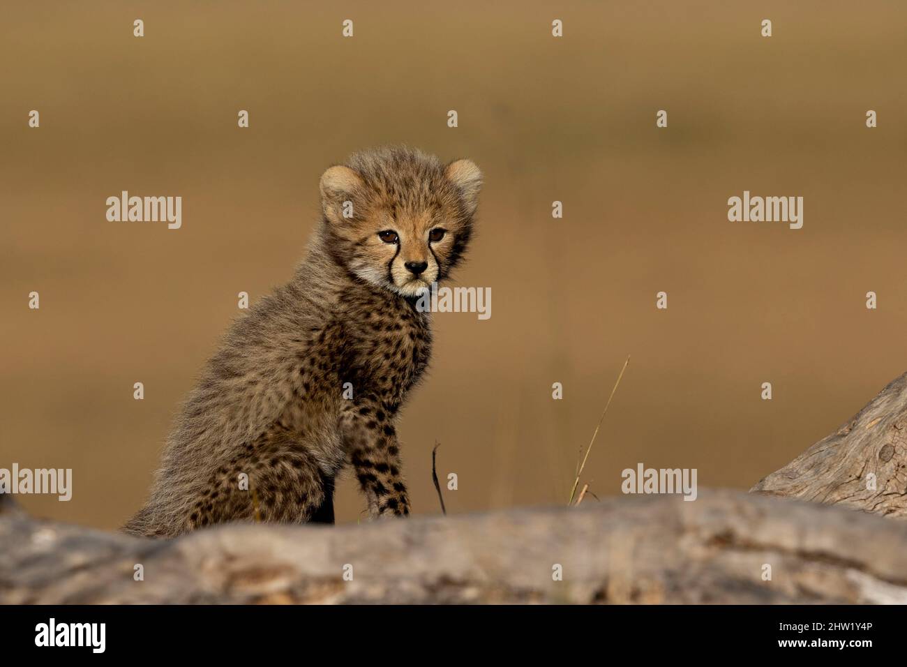Kenya, Masai Mara National Reserve, National Park, One Young Cheetah ...